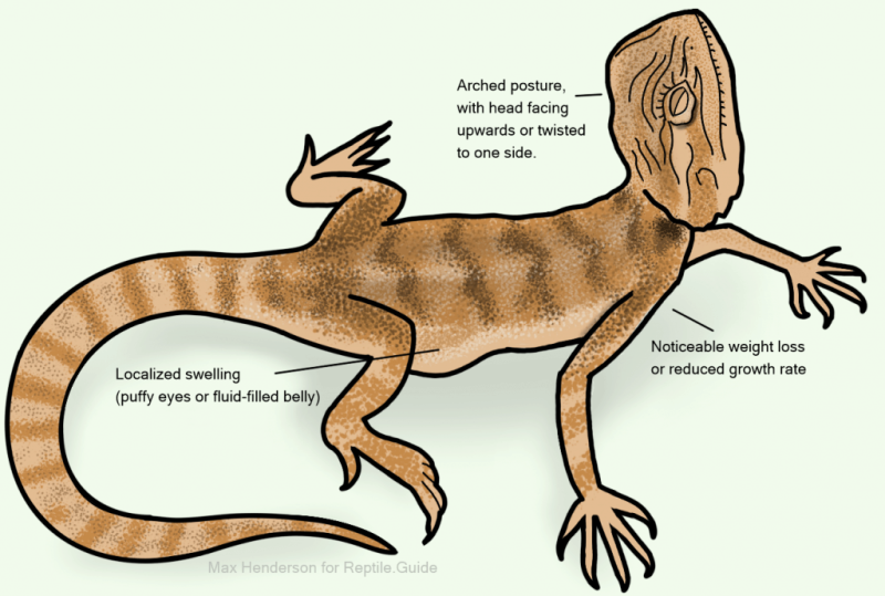 over Reptiles Twente - Reptiles Twente Webshop