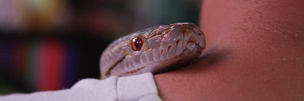 Wat eten slangen? - Reptiles Twente Webshop